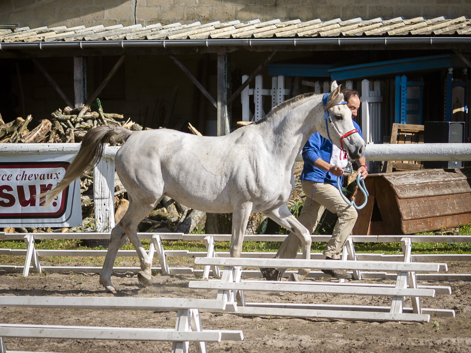 Élevage vente chevaux arabe endurance Al Andalus Yvelines 78